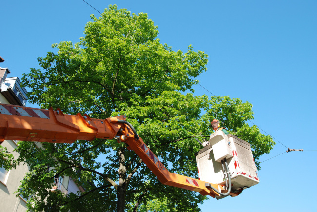 When Tree Trimming Should Be Completed | D & A Tree Surgeons LLC