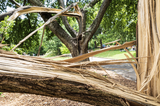 Emergency Tree Removal: A Step-by-Step Approach | D & A Tree Surgeons LLC