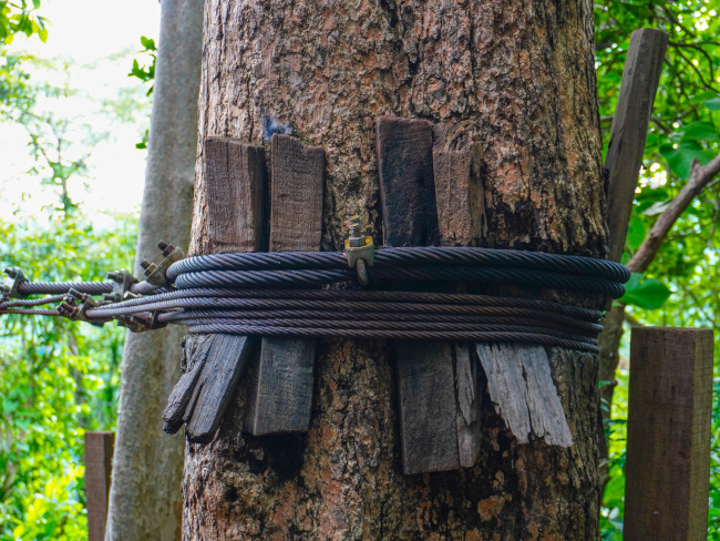 What You Need to Know About Tree Cabling | D & A Tree Surgeons LLC